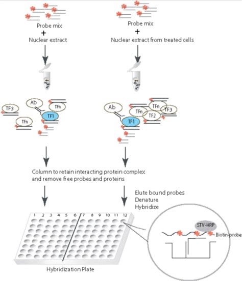 Tf Interaction Plate Array Signosis Bioassay Research Provider
