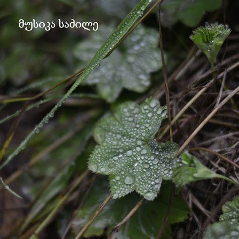 დამამშვიდებელი მუსიკა Youtube Music