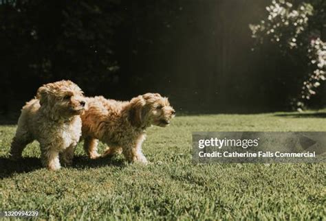 Breeder Photos And Premium High Res Pictures Getty Images