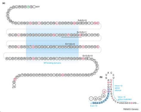 MAPT Mutations A Schematic Representation Of MAPT Exons Nine To 13 Download Scientific