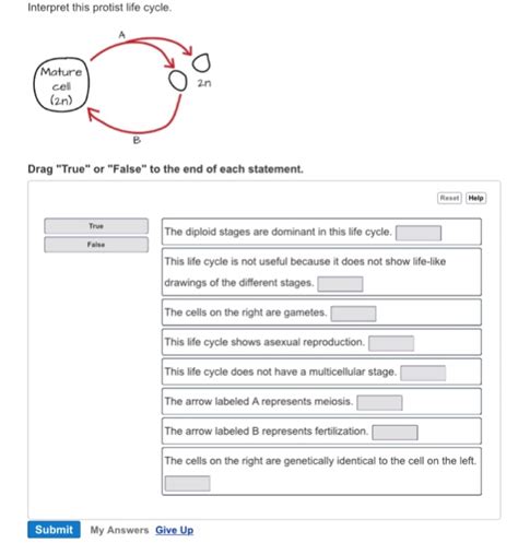 Solved Interpret This Protist Life Cycle Mature Cell 2n