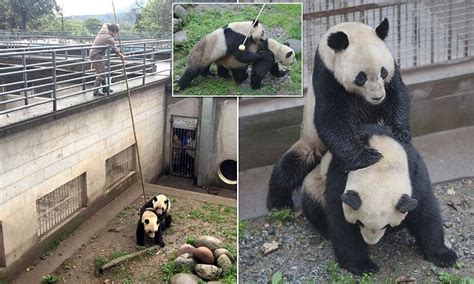 Giant Pandas Finally Mate After Park Keepers At A Chinese Zoo Poke The Female Daily Mail Online Giant Pandas Finally Mate After Park Keepers At A Chinese Zoo Poke The Female Daily Mail Online