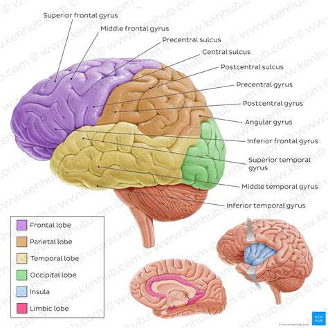 Lateral View Of The Brain Anatomy And Functions Kenhub