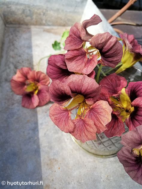 Hyötytarhan Kukat Krassin Kasvatus Hyötytarhuri