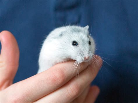 Do Hamsters Hibernate Ukpets