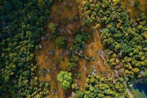 Tracking Of Deforestation Through A Satellite Imagery Stock