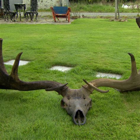 Irish Bull Elk