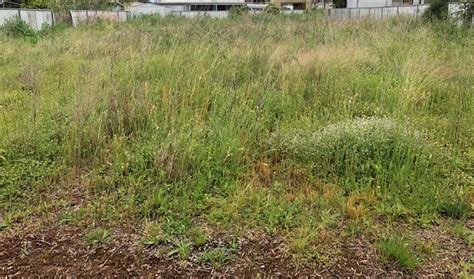 Vegetation Management Condobolin Argus