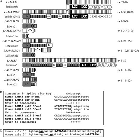 Lama3 And Lama5 Transcripts And Protein Architecture In A The