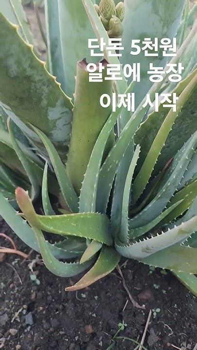 알로에 농장 만들어 야지요 단돈 5천원에 알로에를 사다가 이렇게 잘 크고 싱싱해서 놀라워요 Youtube