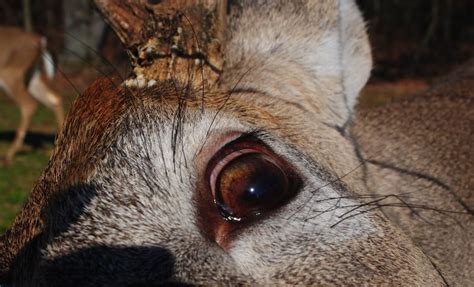 Why Do Deer Have Eyes On The Side Of Their Head At Zoe Declan Blog