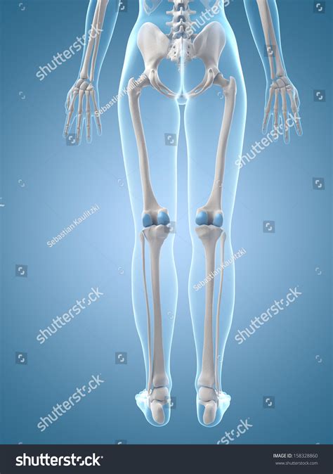 Medical Illustration Leg Bones Stock Illustration 158328860 Shutterstock