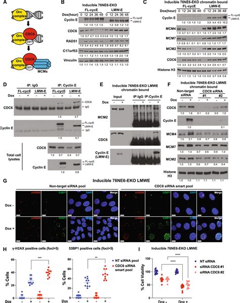 Low Molecular Weight Cyclin E Lmw E Promotes The Pre Replication Download Scientific Diagram