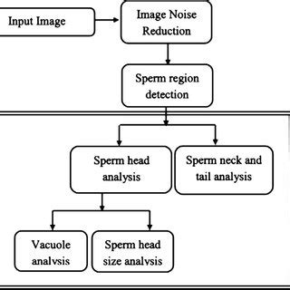 The Different Steps Of The Proposed Algorithm Download Scientific Diagram