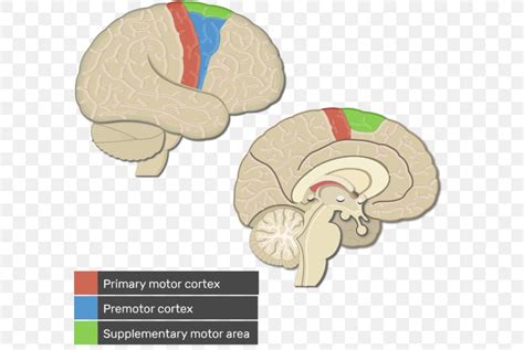 Cerebral Cortex Primary Motor Cortex Visual Cortex Premotor Cortex Png