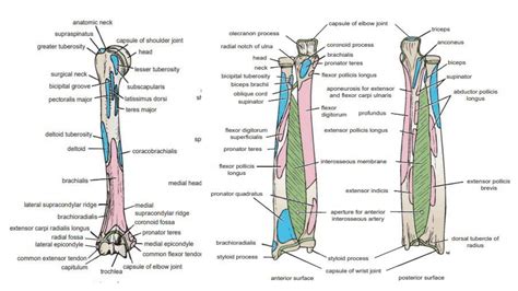 Solution Fore Arm Flexor And Extensor Compartments Studypool