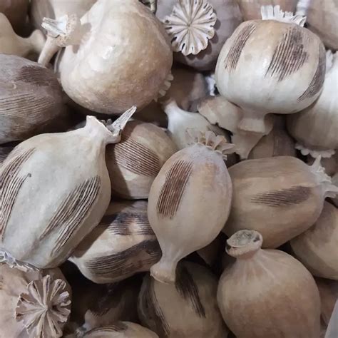 خرید و قیمت گرز خشخاش 1کیلویی قپه سالم تخم داره از موجودی اطلاع