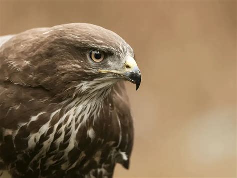 What Do Buzzards Eat A Complete Guide Animals Insider