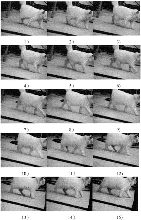 Figure 2 From Designing A Quadrupedal Robot Mimicking Cat Locomotion Semantic Scholar
