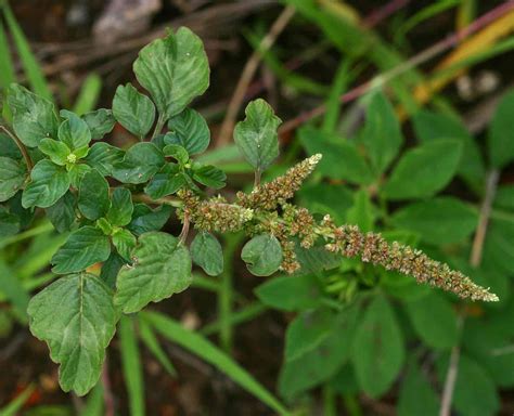 Flora Of Zimbabwe Species Information Individual Images Amaranthus