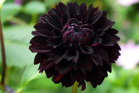Meaning Behind Dahlia Flower At Landon Artis Blog
