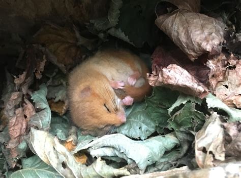 Hibernation Time Meadfleet Open Space Management