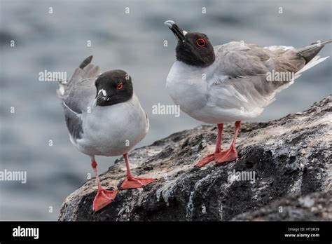 A Pair Of Swallow Tailed Gulls During Breeding Season In The Galapagos Islands Stock Photo Alamy