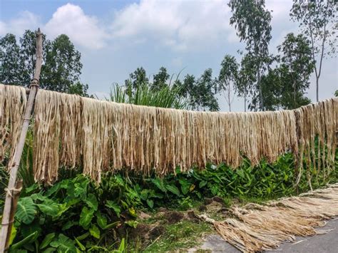 Fibre De Jute Suspendue Au Soleil Pour Sécher Culture Du Jute Au Bangladesh Le Jute Est Connu