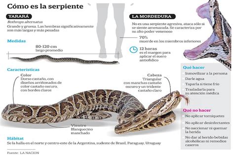 Consejos Ante La Picadura De Una Serpiente Yarará La Nacion
