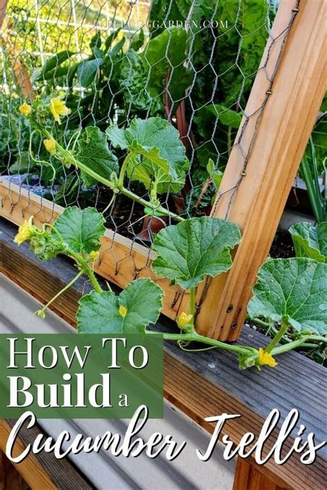 Cucumber Trellis Diy Spark Curiosity With Unexpected Transformations For 2024 Gardens