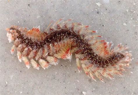 Bristle Worm Sting Bristle Worm A Vital Component Of Aquarium