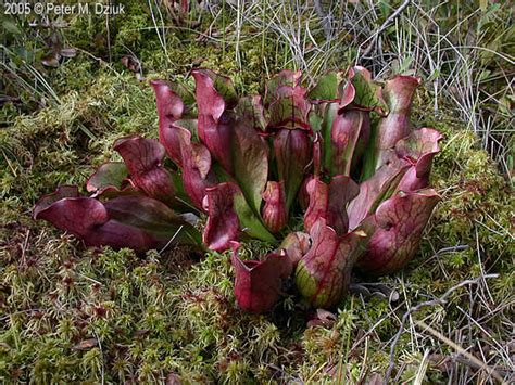 Sarracenia Purpurea Purple Pitcher Plant Minnesota Wildflowers