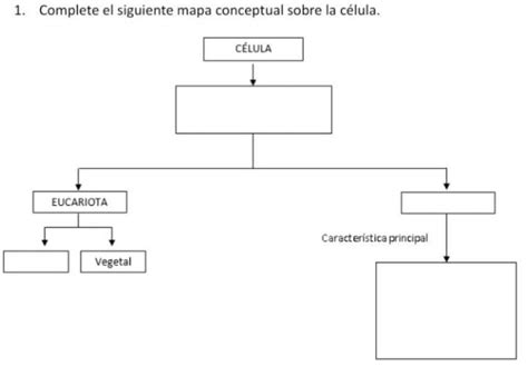 Mapa Conceptual De La Celula Eucariota Y Vegetal Y Sus Partes