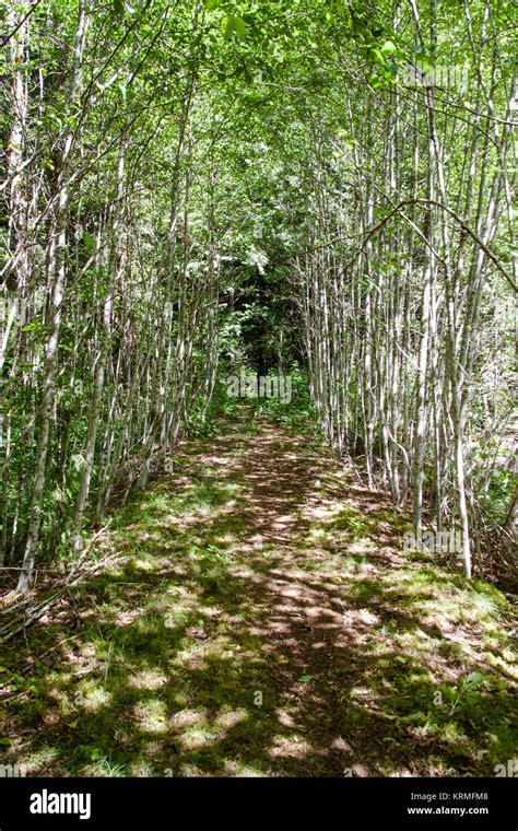 Tunnel Formed By Trees Along A Path Stock Photo Alamy