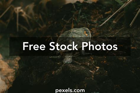 Tortoise Texture Photos Download The Best Free Tortoise Texture Stock