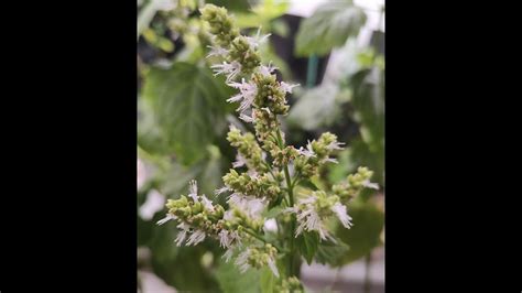 Пачули на автополиве. - YouTube