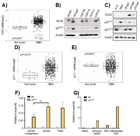 Sox2 Srr2 In Glioma Cells A Sox2 Mrna Expression In Control N 10