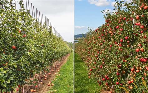 Strategies For Preventing And Managing Alternate Bearing In Trees