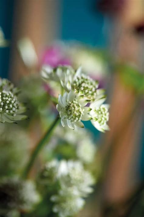 Astrantia In The Spotlight Marginpar