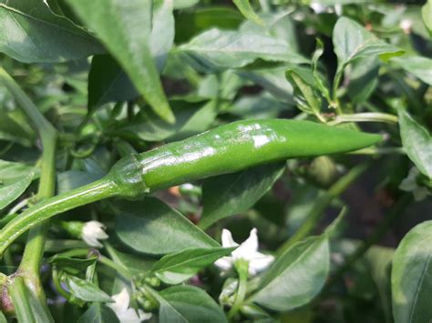 Data Integration Object Detection Dataset And Pre Trained Model By Synthesize