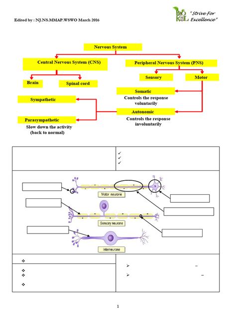 Chapter 21 Coordination Pdf Chemical Synapse Action Potential