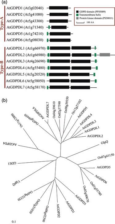 Classification Of The Glycerophosphodiester Phosphodiesterase Gdpd