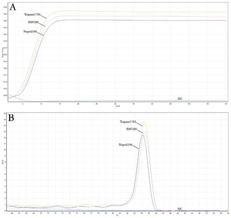 Development Of An In Field Real Time Lamp Assay For Rapid Detection Of
