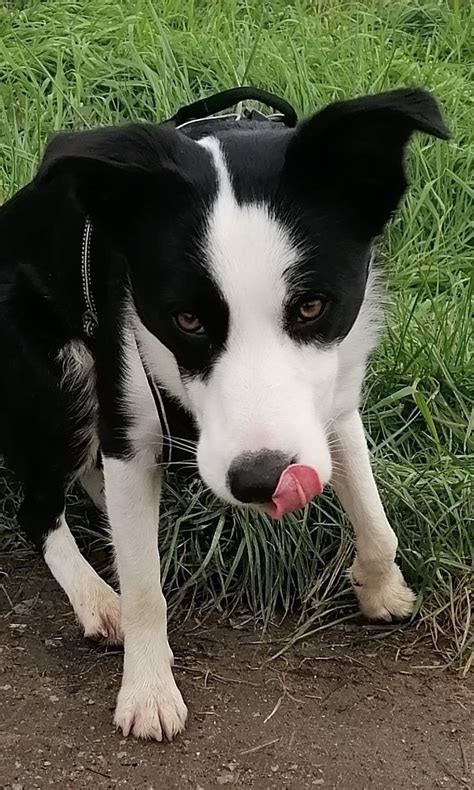Border Collie Short Hair