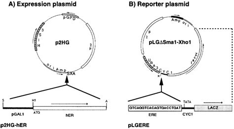 Plasmids Used For The Expression And Functional Analysis Of Her In
