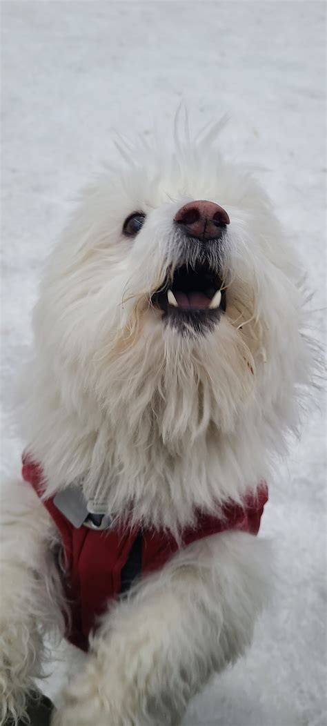 Dat Dawg Album On Imgur Dat Dawg Album On Imgur