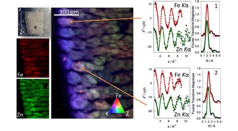 Extended X Ray Absorption Fine Structure Exafs Spectroscopy Of Iron