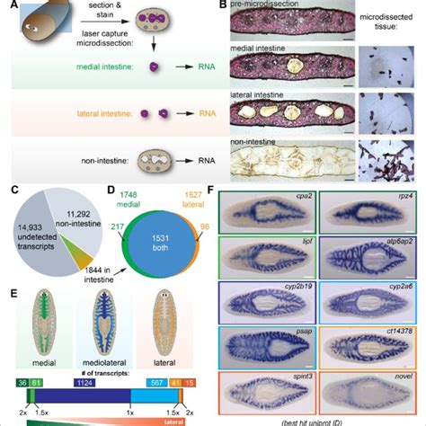 Laser Capture Microdissection Coupled With Rna Seq Identifies 1844 Download Scientific Diagram