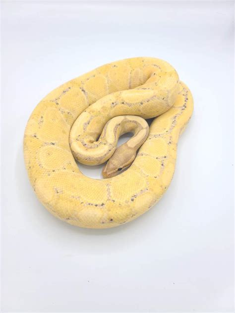 Naming Snake Amino Amino