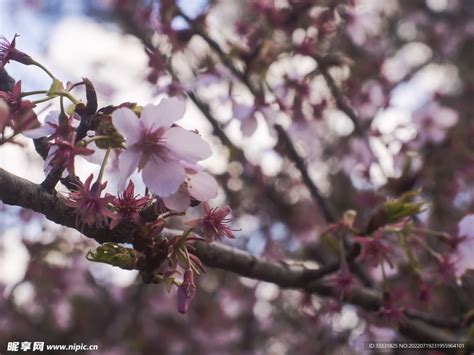 樱花摄影图 花草 生物世界 摄影图库 昵图网